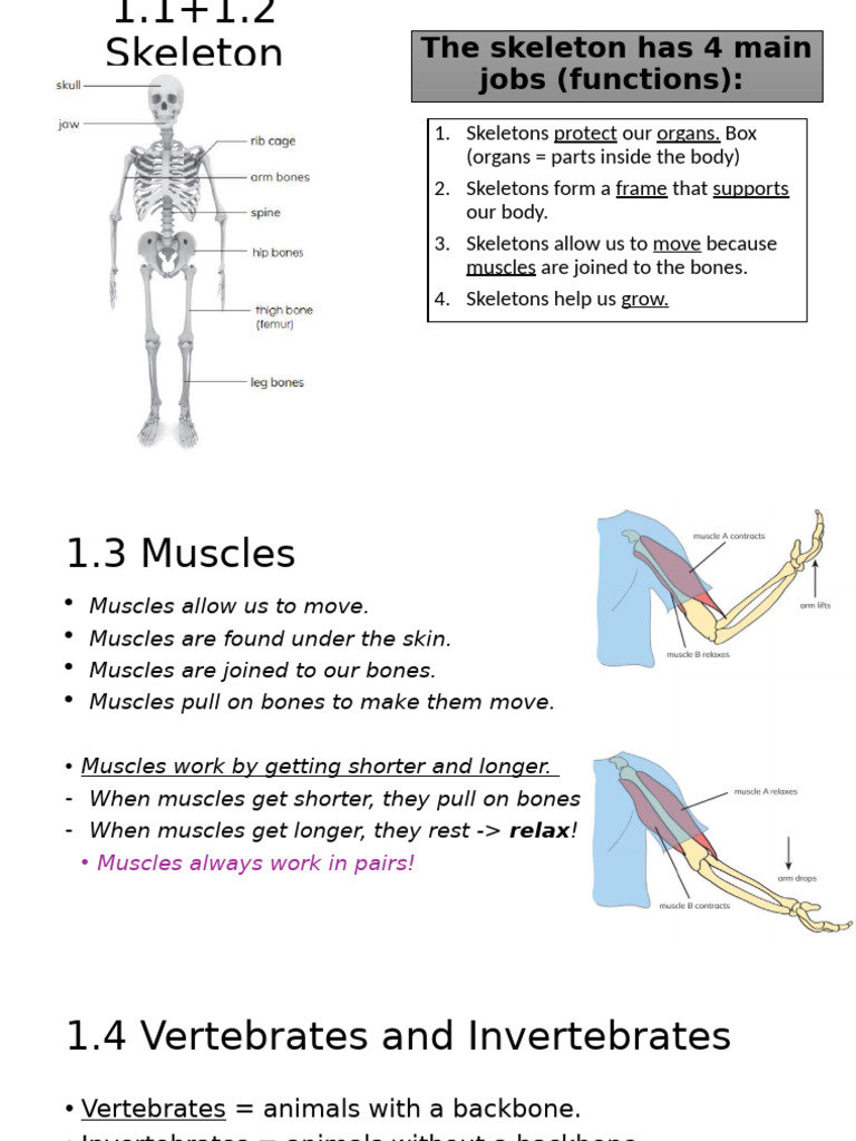 Science - U1 Skeleton | PDF