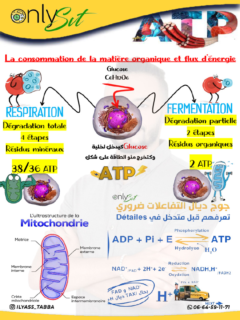 Les Notions de Base ATP | PDF