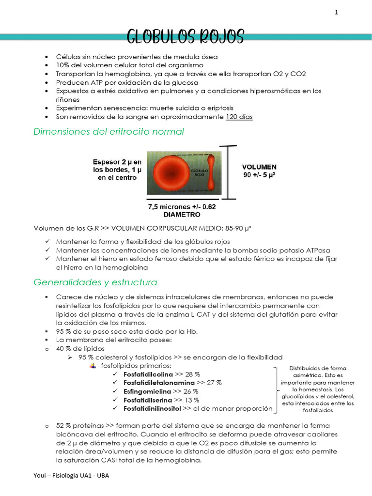 Globulos Rojos | PDF | Glóbulo rojo | Biología Celular
