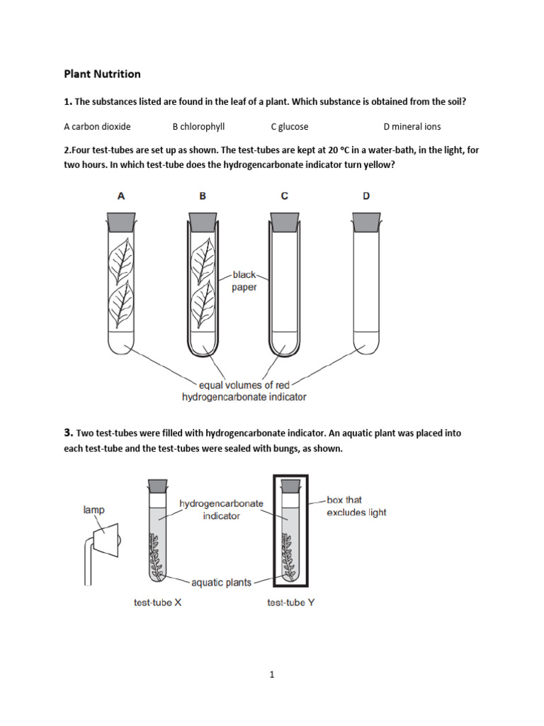 Chapter 6 Plant Nutrition MCQ Igcse Biology | PDF | Leaf | Photosynthesis