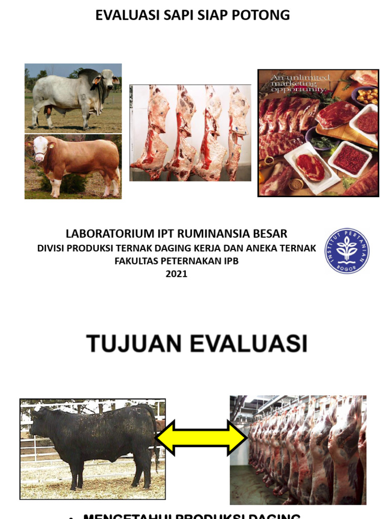 Evaluasi Sapi Siap Potong | PDF