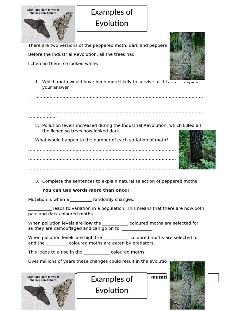Examples of Evolution WS | PDF