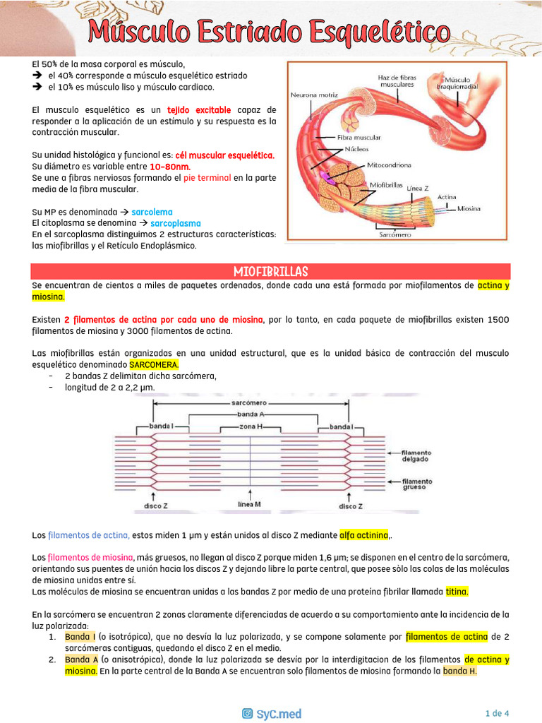 Musculo Estriado Esqueletico | PDF