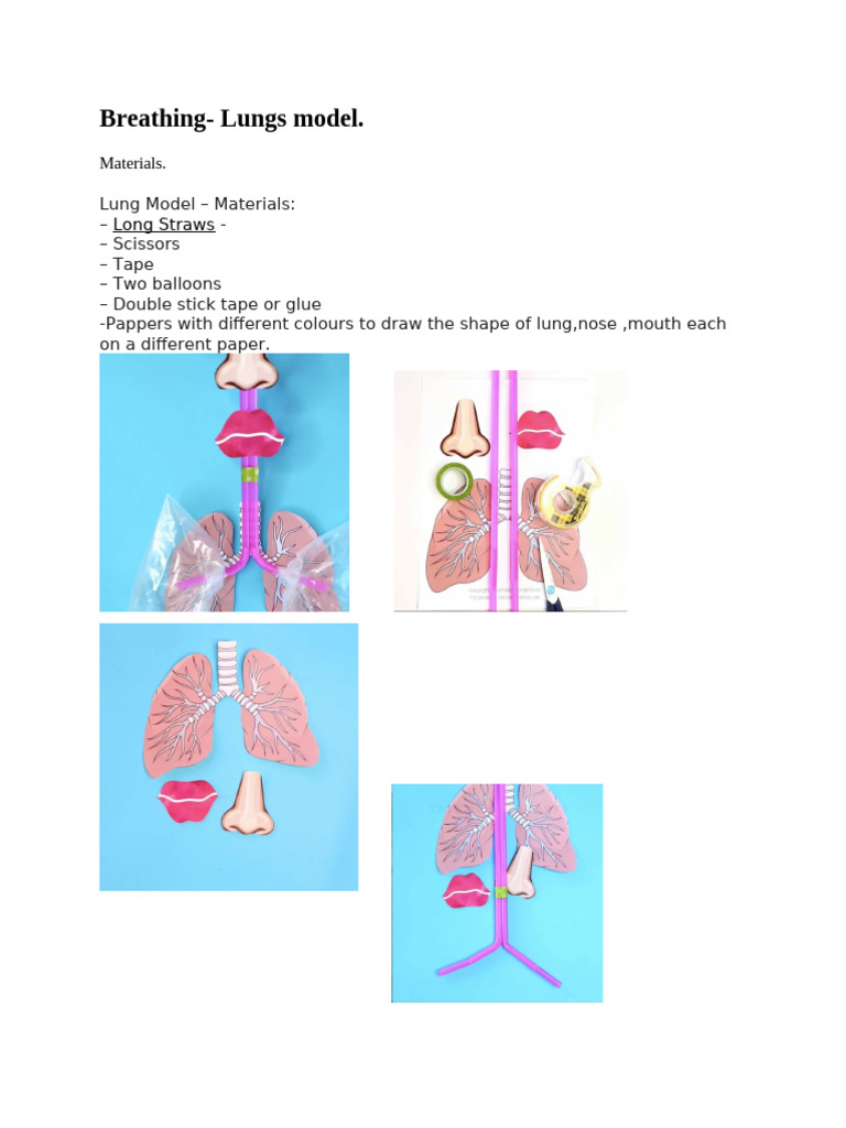 Lungs Model Making | PDF