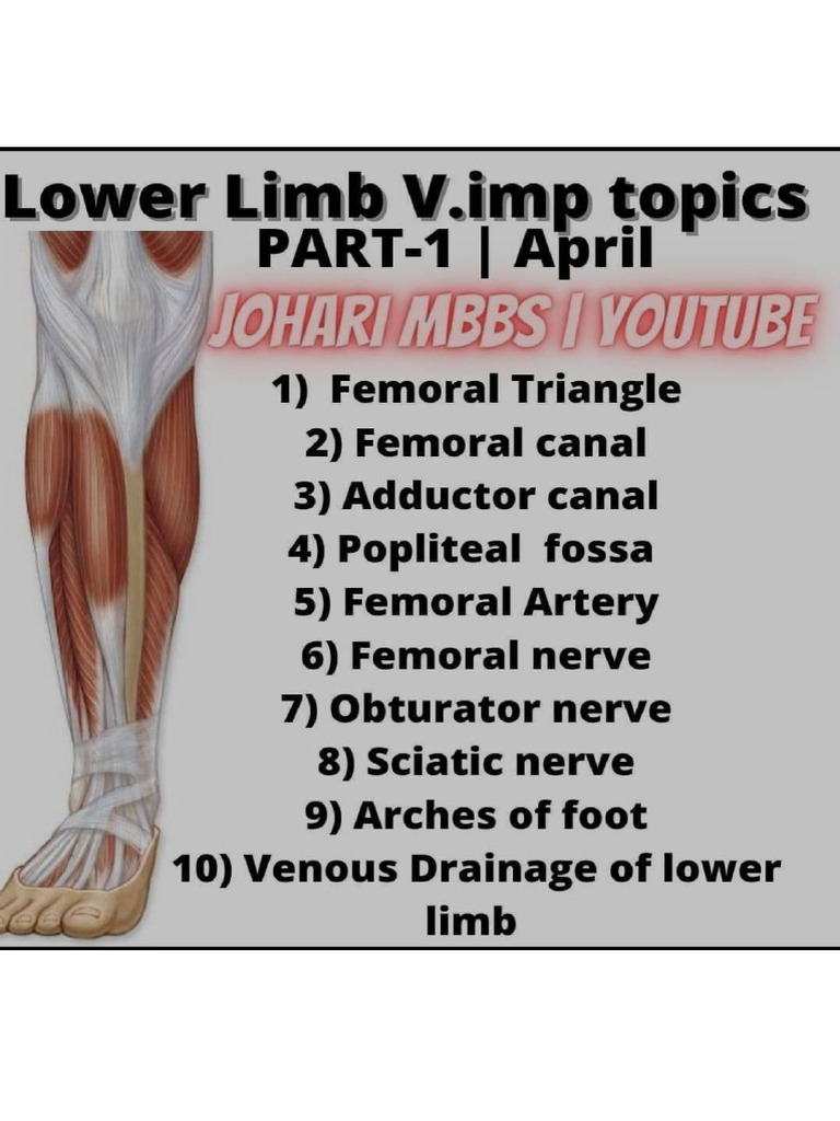 LOWER LIMB ANATOMY L Johari MBBS - 240206 - 234502 | PDF
