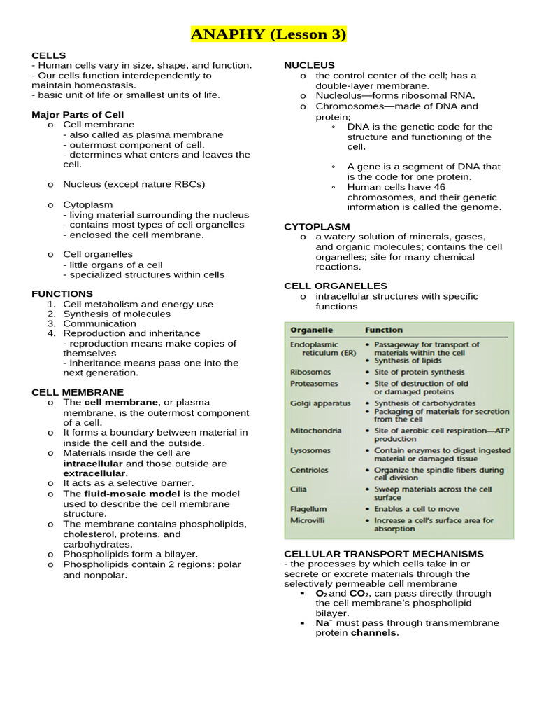 Anaphy L3 | PDF | Cell Membrane | Cell (Biology)