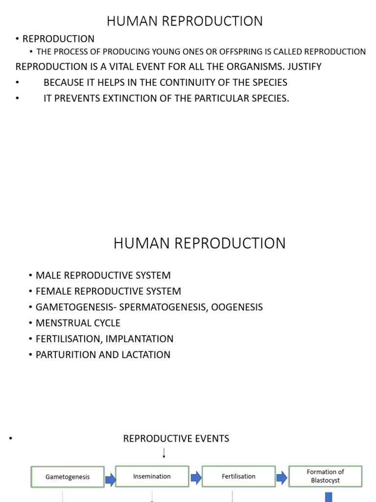 Human Reproduction - Male Reproductive System | PDF | Testicle | Human ...