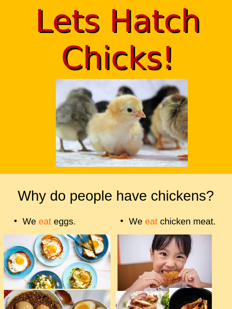 Chick Hatching Lesson Chicken Egg Hatch | PDF