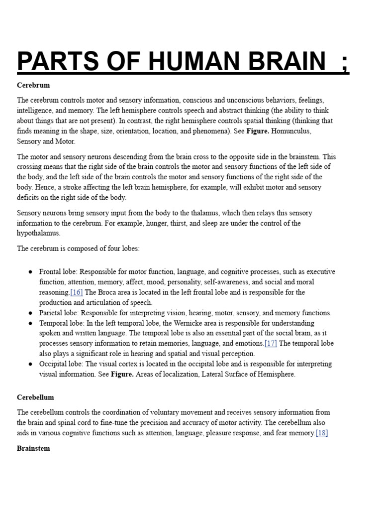 PARTS OF HUMAN BRAIN | PDF
