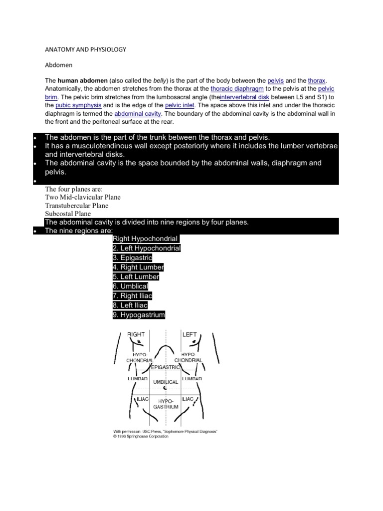 Anatomy and Physiology of the Abdomen | PDF