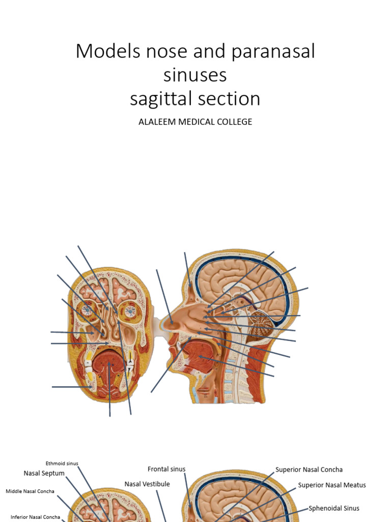 Labelled nose model | PDF