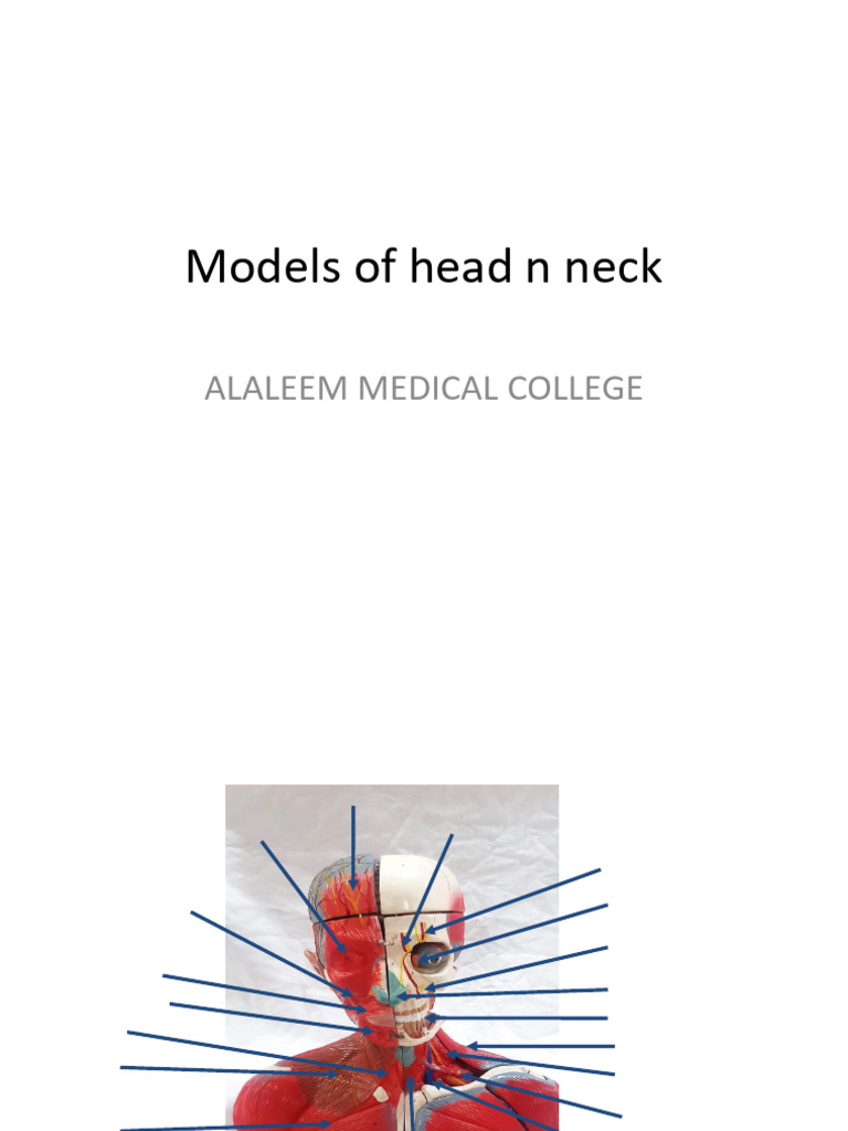 Model of Head and Neck | PDF