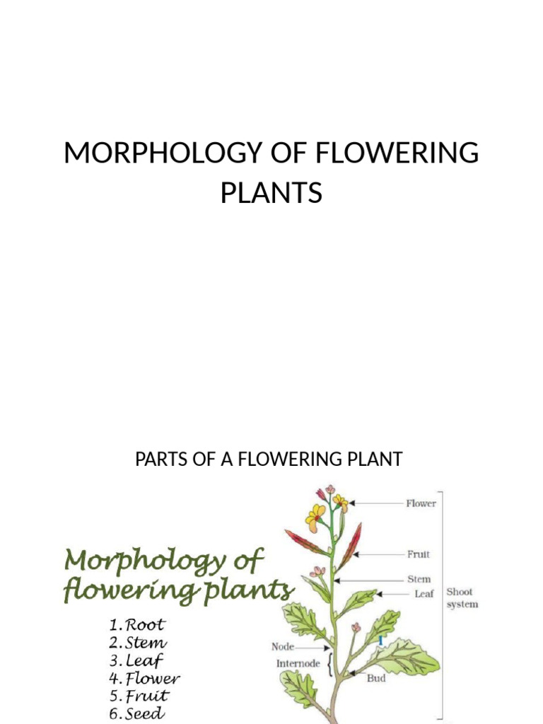 Morphology of Flowering Plants-1 | PDF