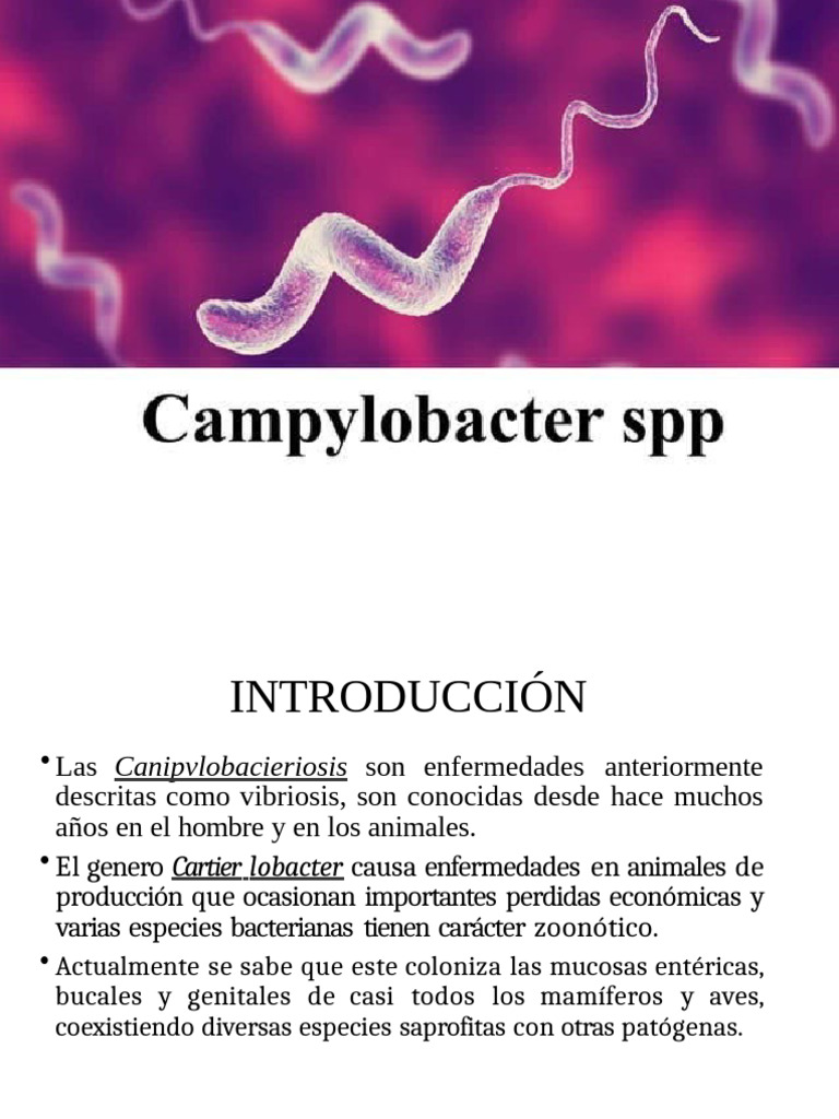 Campylobacter | PDF