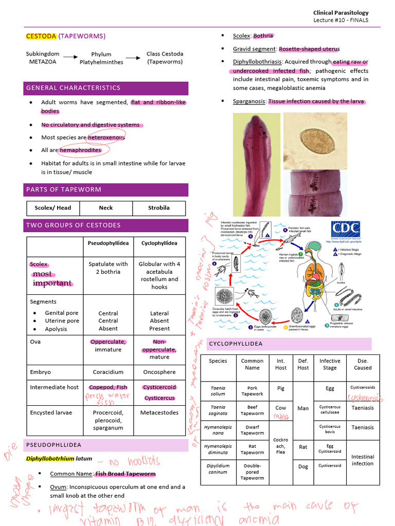 Parasitology (Lect #10) Trans | PDF