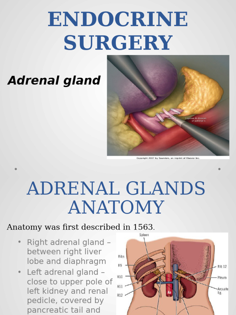 Endocrine Surgery Adrenal Gland | PDF