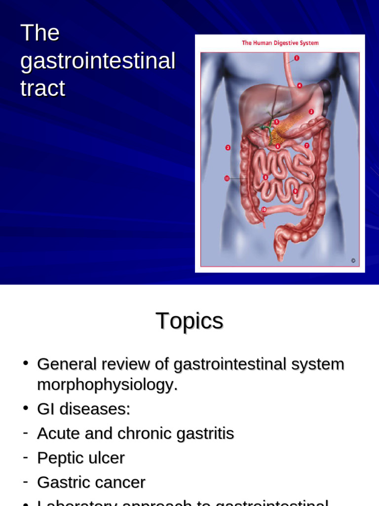 01_The Gastrointestinal Tract | PDF