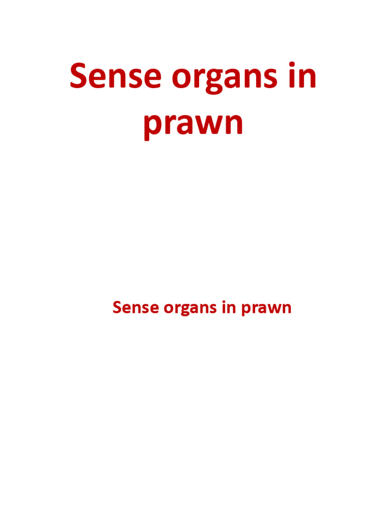 Shell Fish Sense Organ | PDF