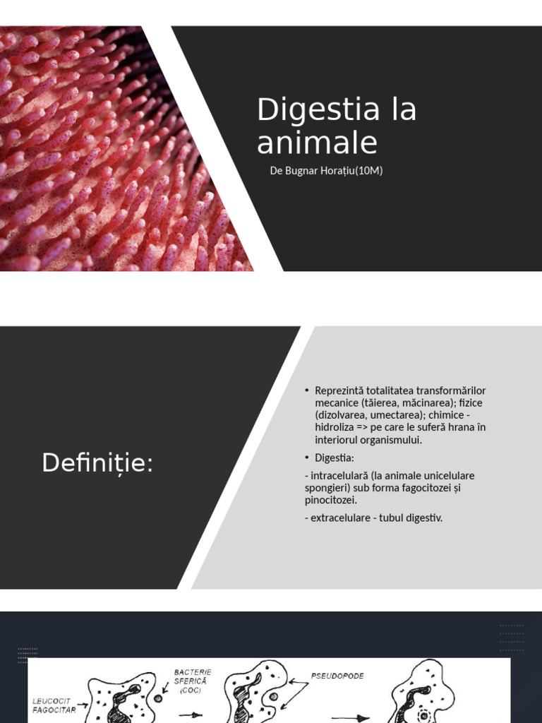 Digestia La Animale | PDF
