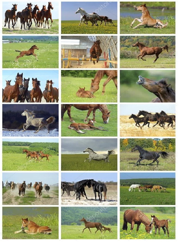 Collaje Animales | PDF