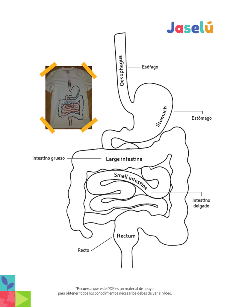O Rganos,+Semana+3 | PDF