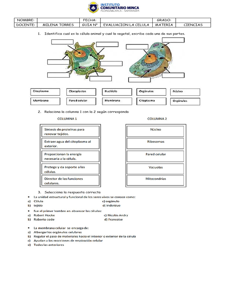 Evaluacion Celula | PDF