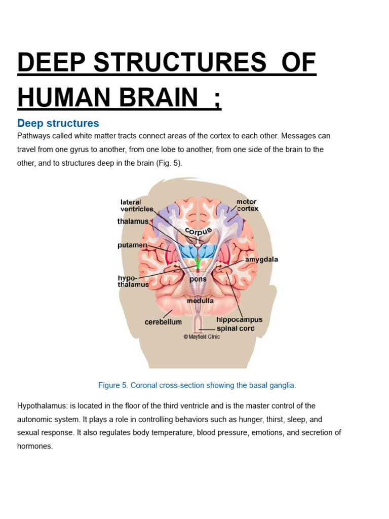 Deep Structures of Brain | PDF