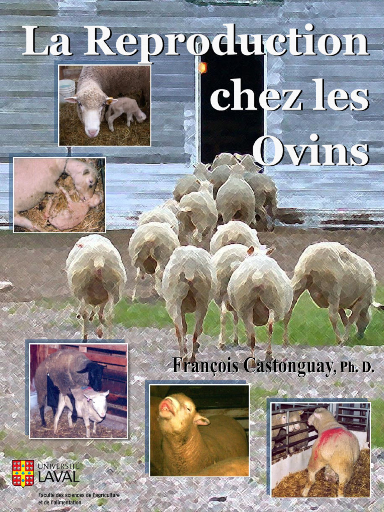 La Reproduction Chez Les Ovins 2018 | PDF