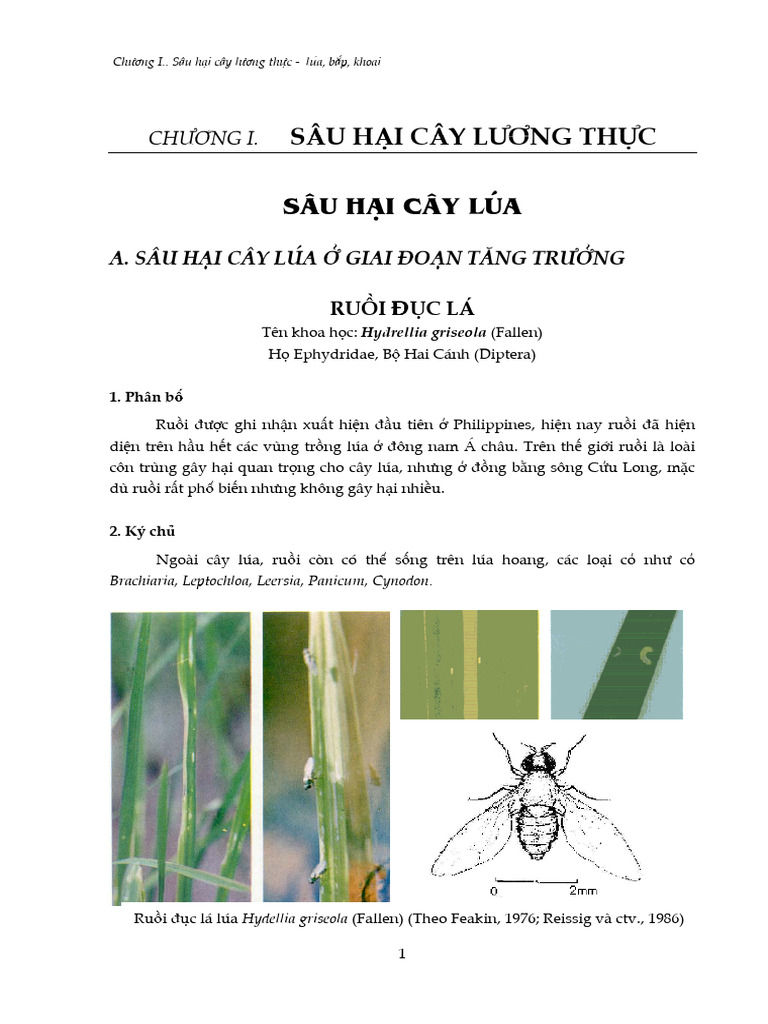 Sau Hai Lua, Nho, Lhoai, San | PDF