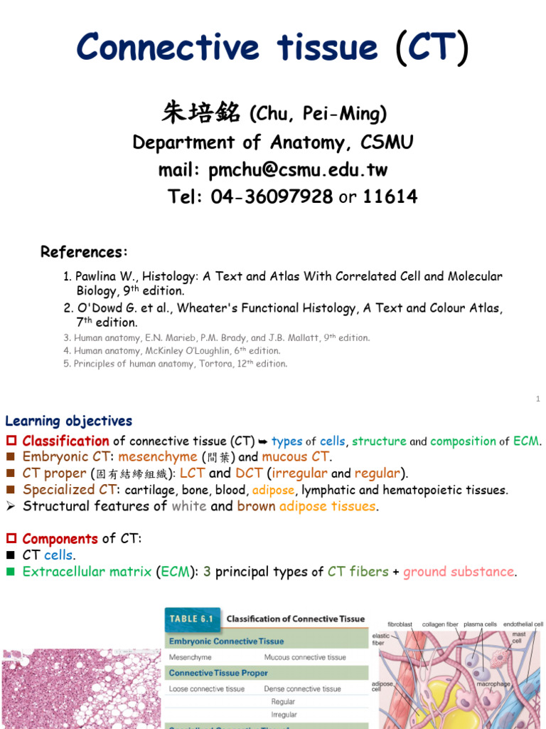 Connective tissue 朱 20240927 | PDF