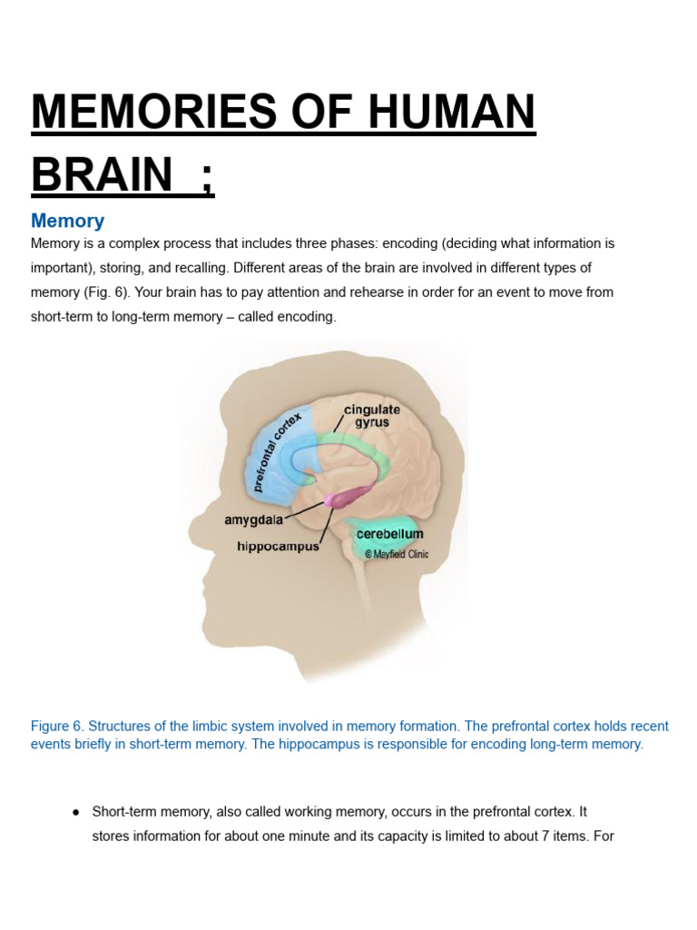 Memory of Brain | PDF