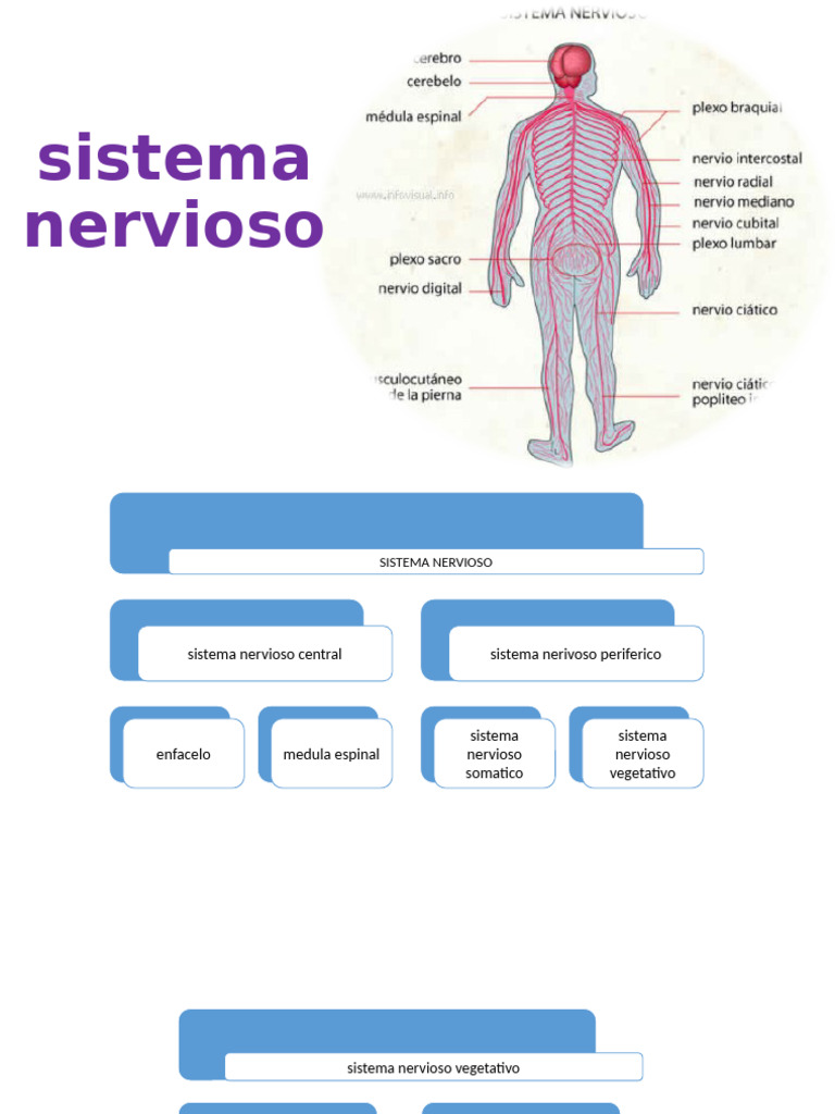 Sistema Nervios | PDF