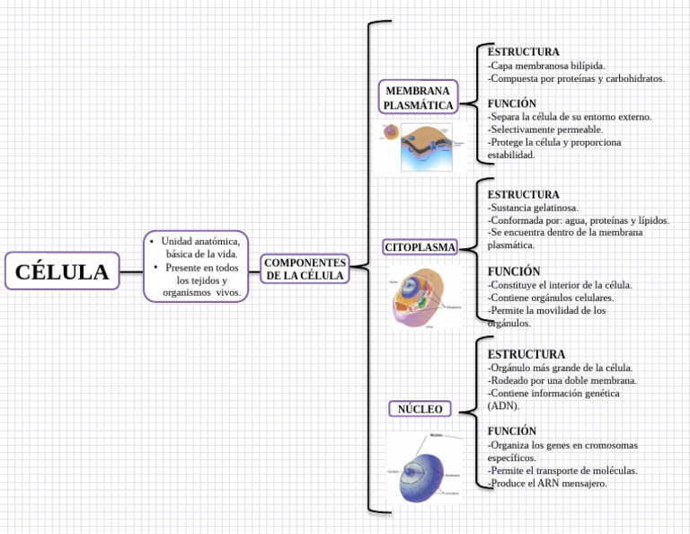 Cuadro Sinoptico de La Celula | PDF