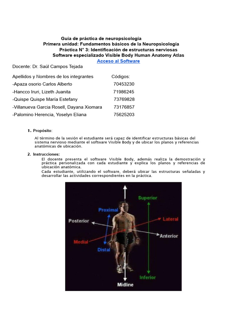 GUÍA PRÁCTICA 3 IDENTIFICACION DE ESTRUCTURAS NERVIOSAS SOFTWARE BODY ...
