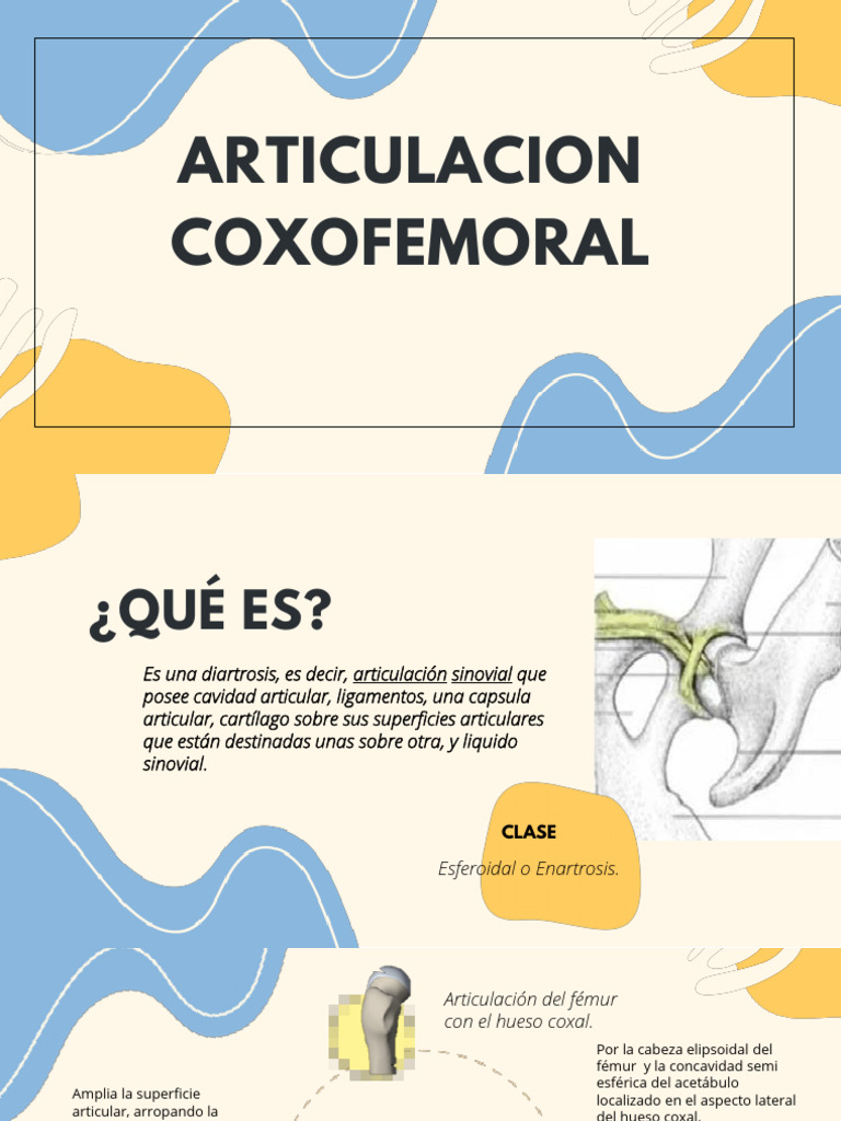 Articulacion Coxofemoral-1 | PDF