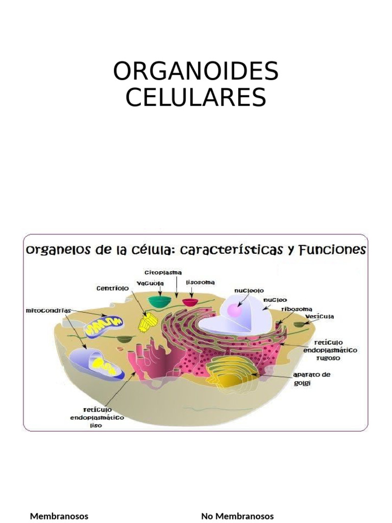 ORGANOIDES CELULARES | PDF