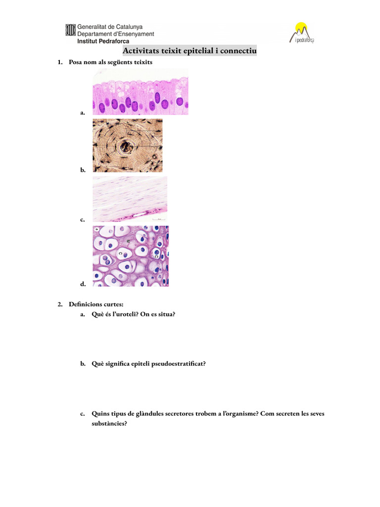 Act. Teixit Epitelial I Connectiu-2 | PDF