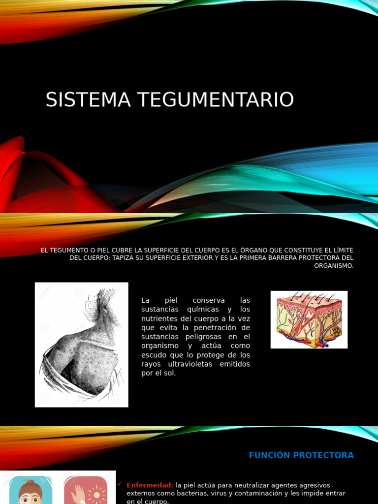 Sistema Tegumentario | PDF