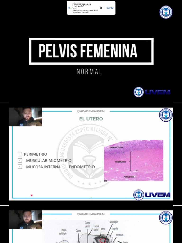 Pelvis Femenina Nyp | PDF