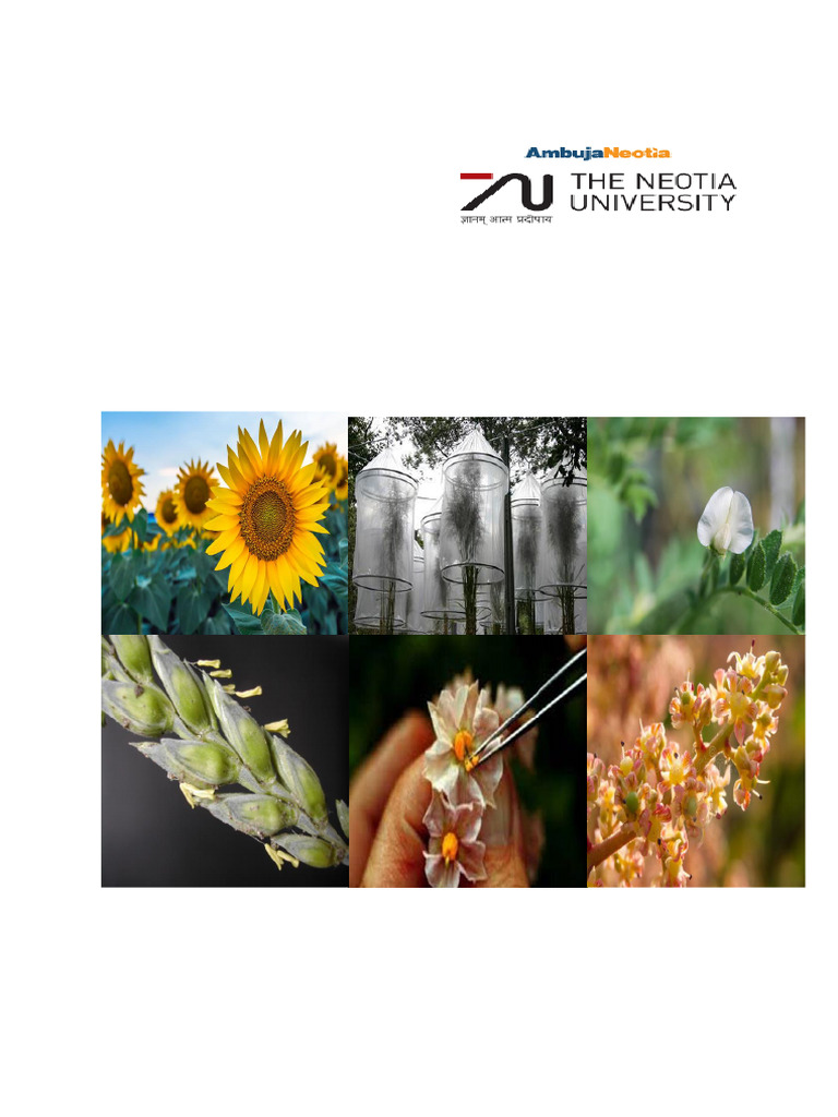 Crop Improvement II Rabi Crops Modified | PDF | Flowers | Petal