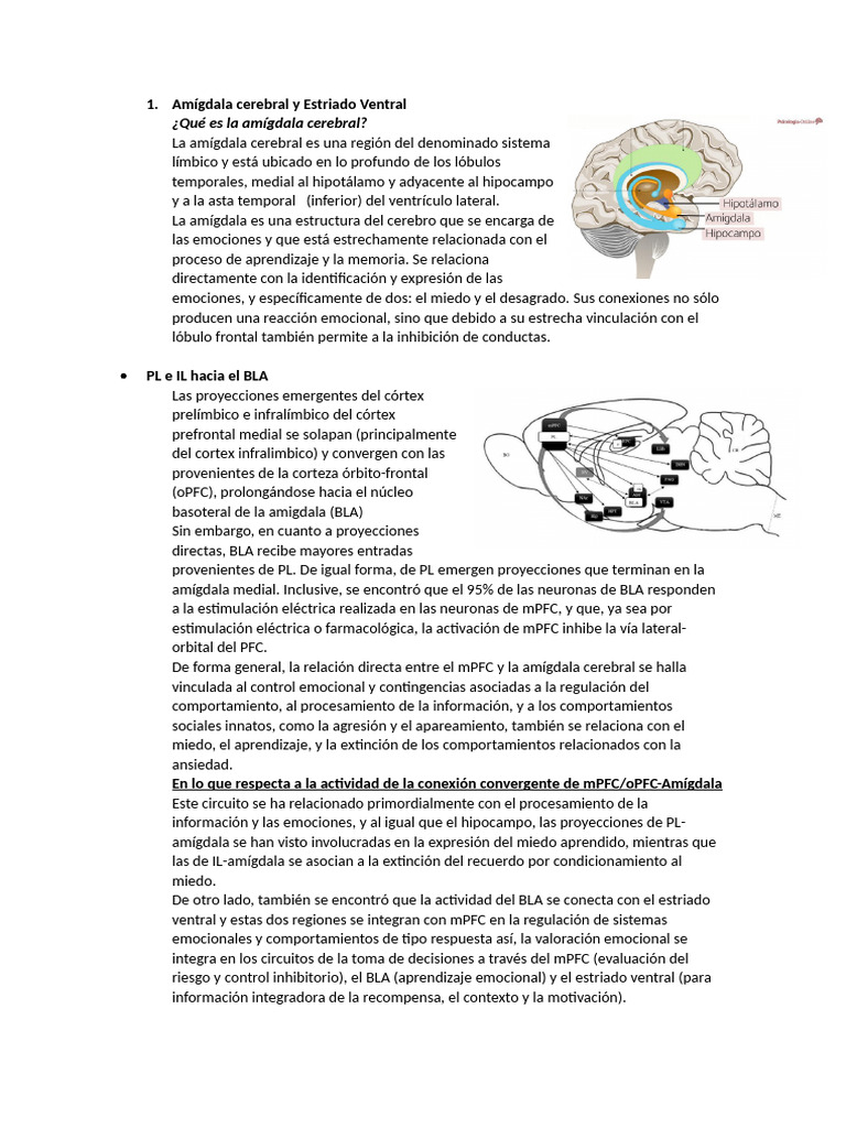 Amigdala | PDF