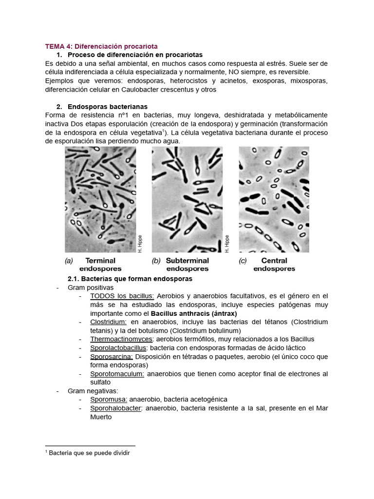 Tema 4 (1) | PDF