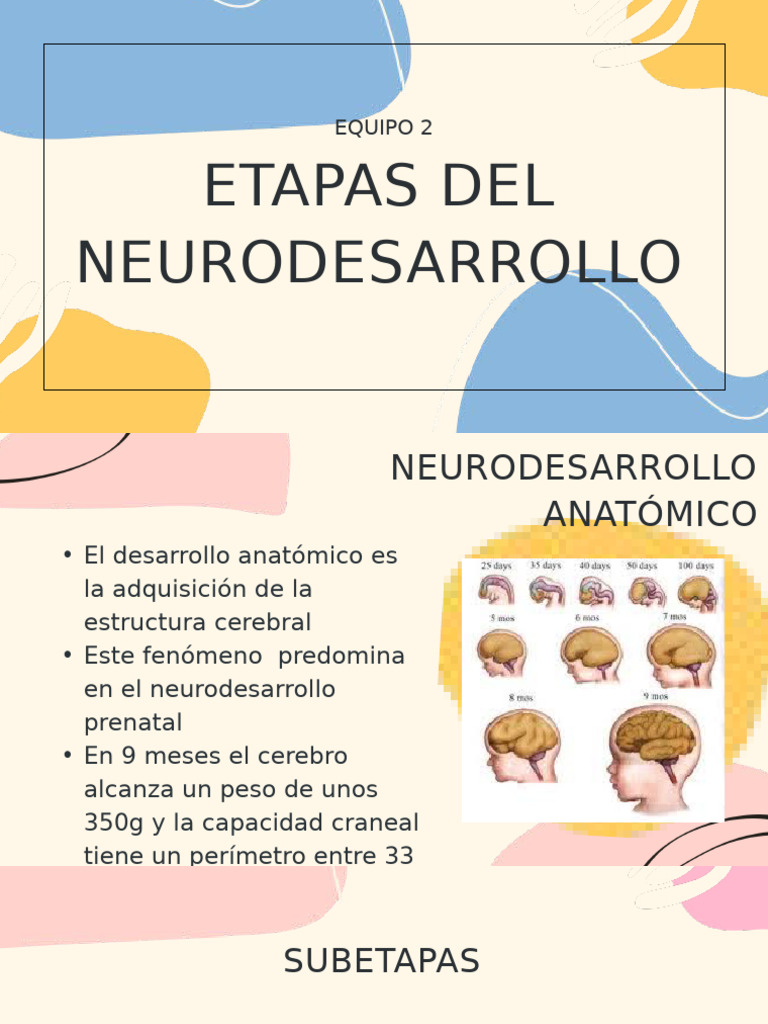 Etapas Del Neurodesarrollo | PDF
