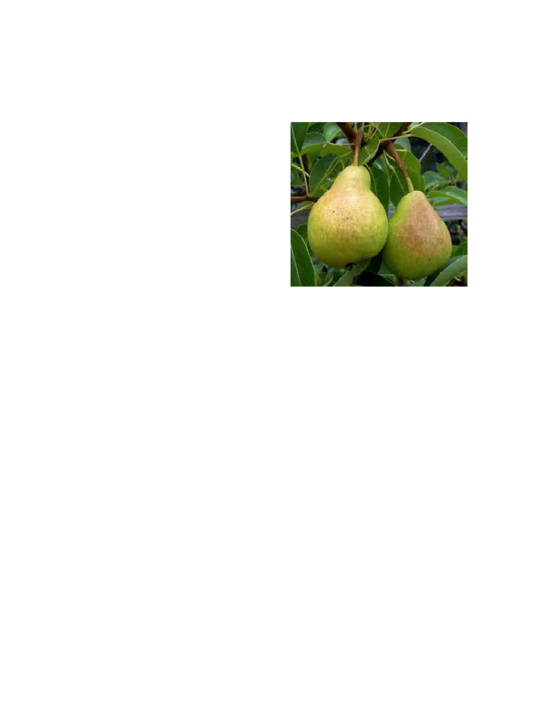 PEAR | PDF