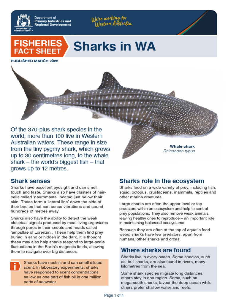 Fact Sheet Sharks | PDF