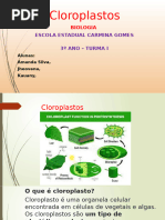 Chloroplast Labelled A Level Diagram | PDF | Chloroplast | Cell (Biology)