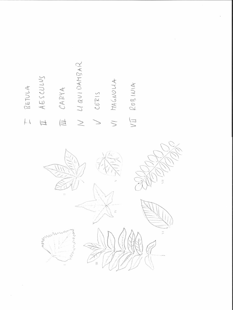 Construct A Dichotomous Key | PDF