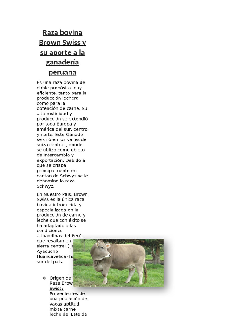 Raza Bovina Brown Swiss - JHOR - MARCO | PDF