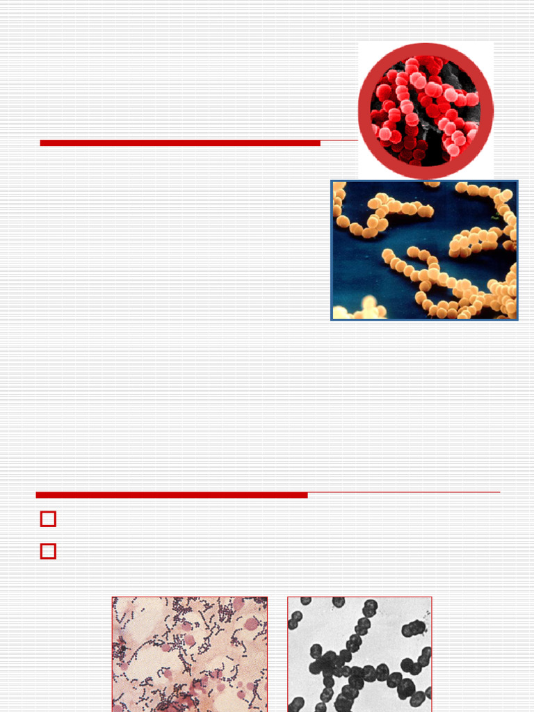 Streptococcus Spp. e Enterococcus Spp. | PDF
