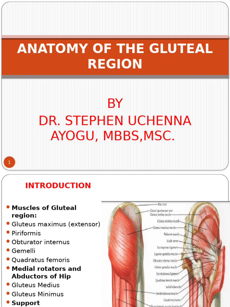 Gluteal Region | PDF